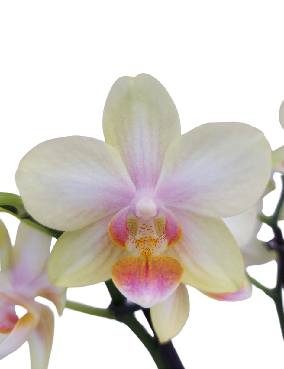 Piante in Offerta | Offerte lampo dalle serre – Flogheter