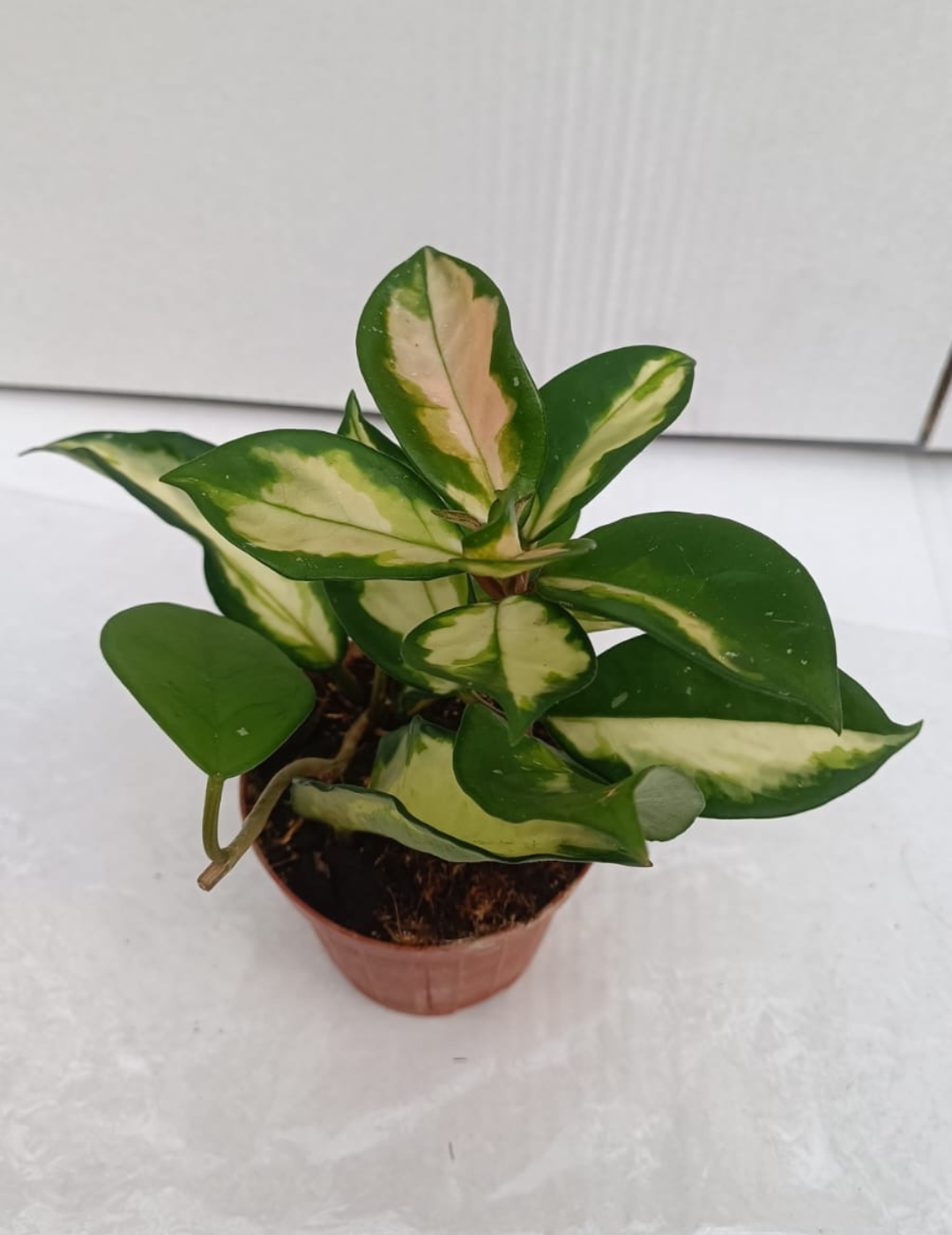 Hoya Carnosa Tricolor | Pianta dai fiori di cera – Flogheter