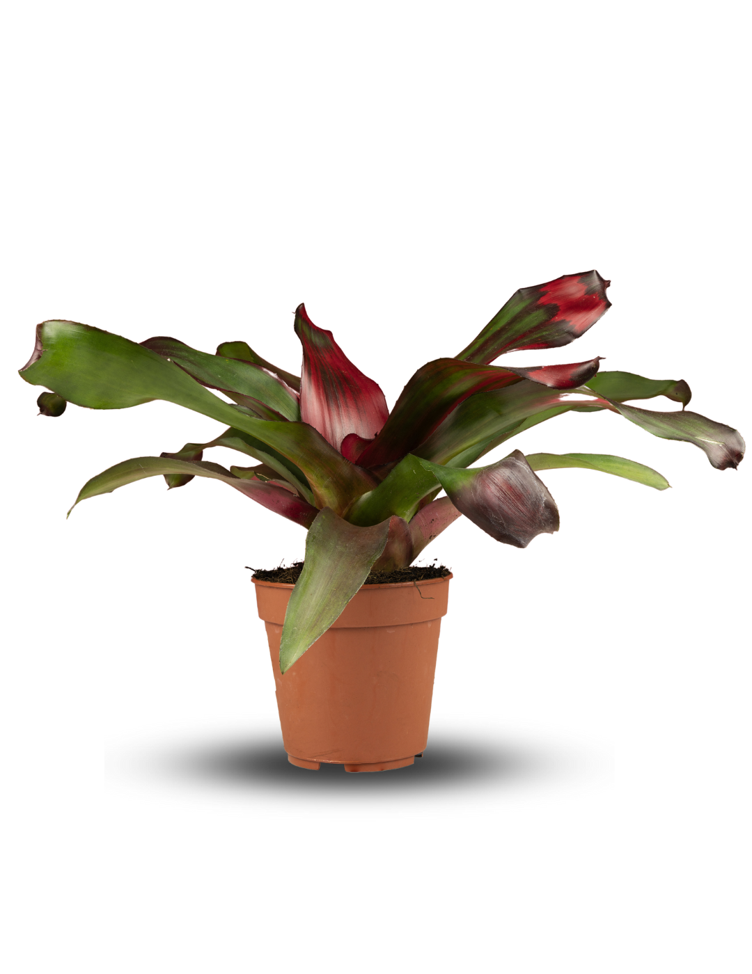 Neoregelia Fireball Variegato Ø9 – Flogheter